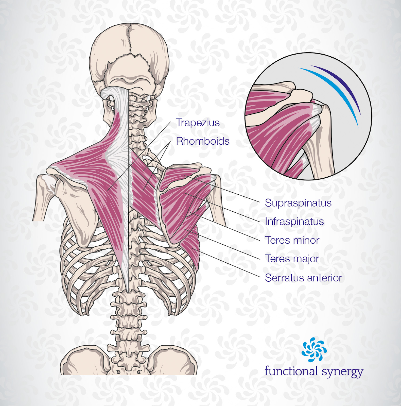 Rotator Cuff | Functional Synergy Rotator Cuff | Functional Synergy